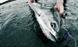 Tying Steelhead Flies That Work, The Sid Fishious - Fly Fishing | Gink ...