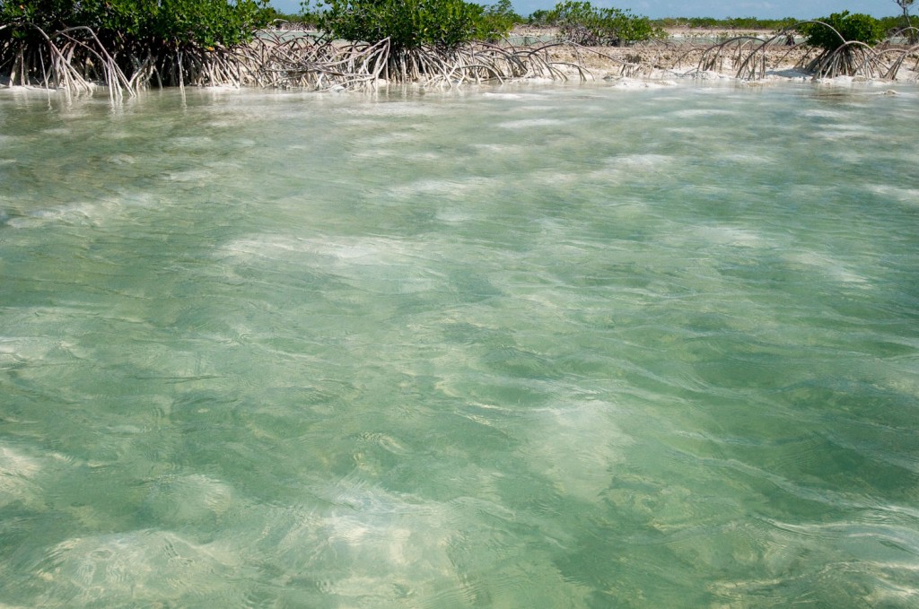 Bonefish Flats Revealed - Fly Fishing | Gink and Gasoline | How to Fly ...