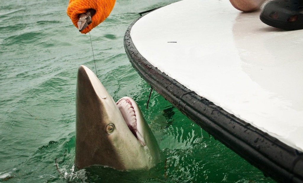 The Pop Off Shark Leader - Fly Fishing | Gink and Gasoline | How to Fly ...