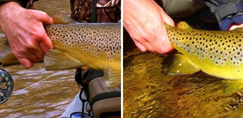2 Ways to Determine the Sex of a Trout - Fly Fishing | Gink and ...