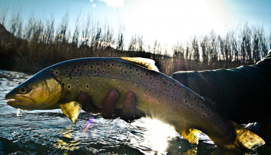 Fly Fishing with Stealth – 8 Common Mistakes - Fly Fishing | Gink and ...