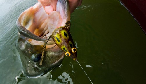 Fly Fishing Bass: 5 Tips for Fishing Frog Patterns Around Grass - Fly ...