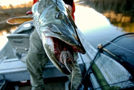 4 Questions You Should Ask Yourself Before Chasing Musky on the Fly ...