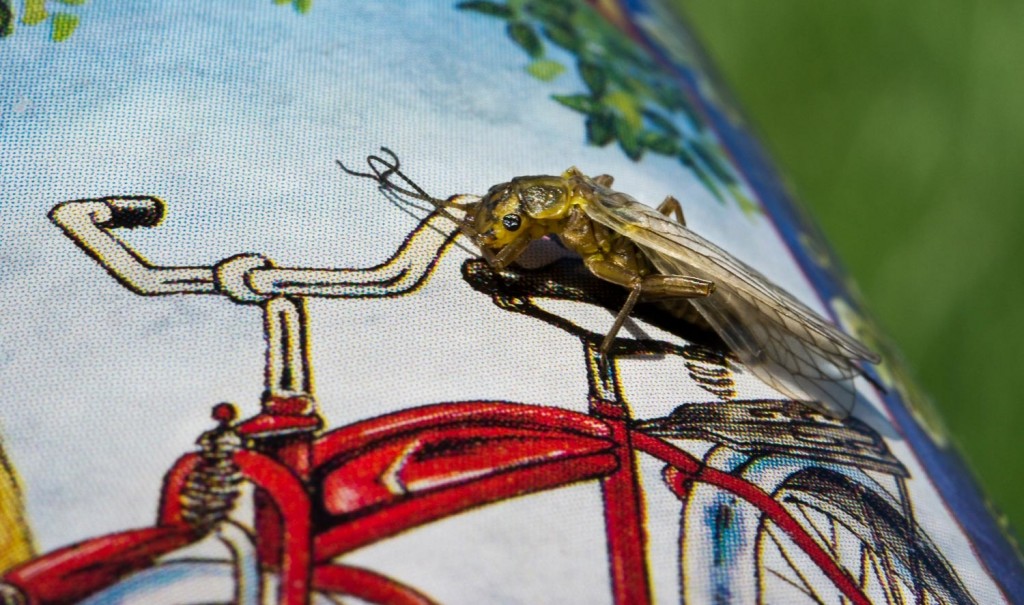 10 Yellow Sally Fly Patterns That I Love - Fly Fishing | Gink and ...