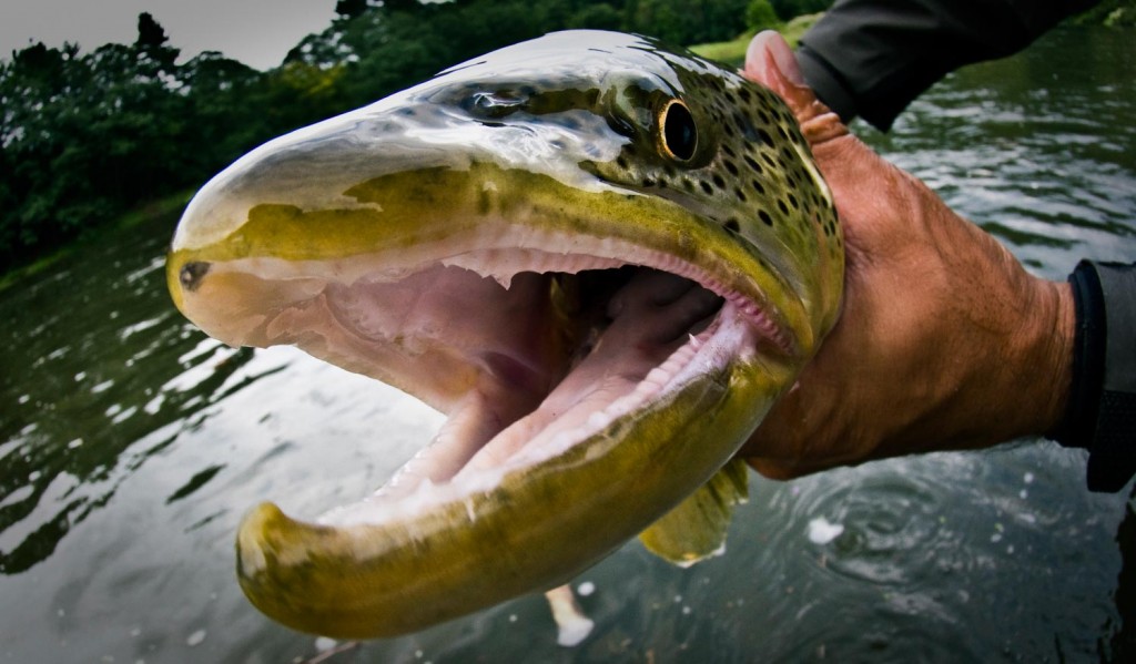 The Bite Of The Venomous Brown Trout Or, Stopping Fishfinger - Fly ...