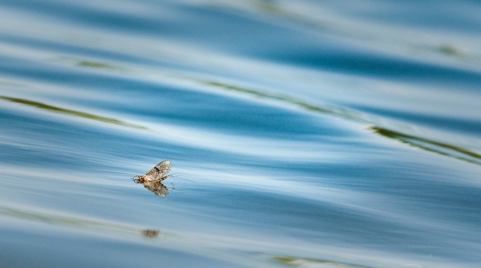 8 Elements of Fly Design to Follow for Imitating Trout Food Sources ...