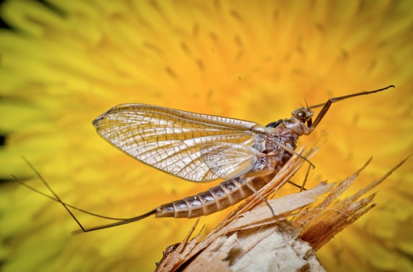 8 Elements of Fly Design to Follow for Imitating Trout Food Sources ...