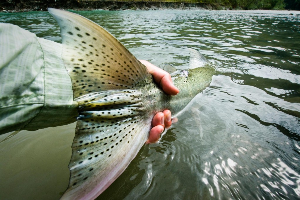 Getting the Hero Shot When You’re fishing Solo - Fly Fishing | Gink and ...