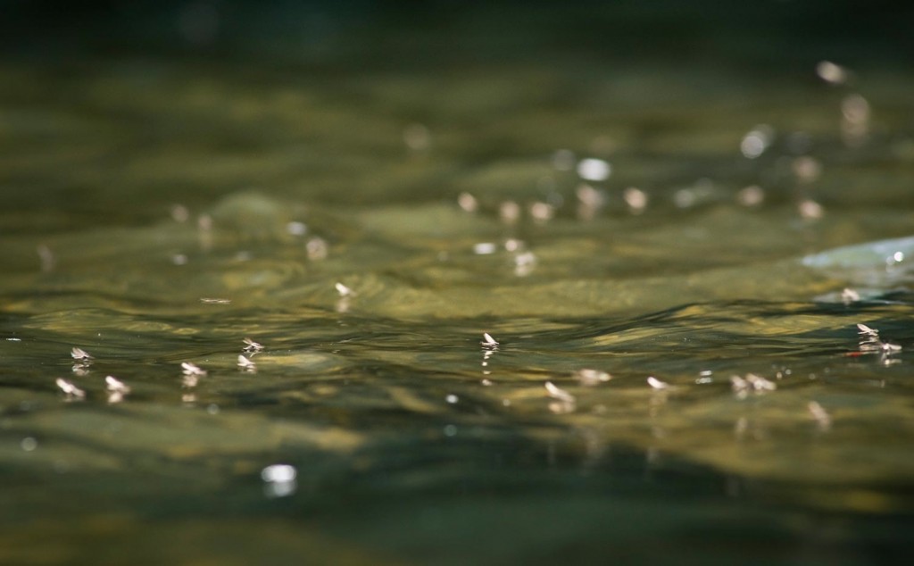 6 Proven Winter Dry Fly Patterns - Fly Fishing | Gink and Gasoline | How to Fly Fish | Trout ...