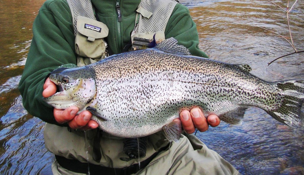 Sooooo-ee!!! Calling All Pellet Pigs: What You Should Know About ...