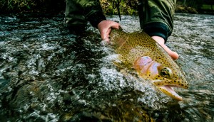 Tandem Tactics for Trout. Part One: Touching The Surface - Fly Fishing ...