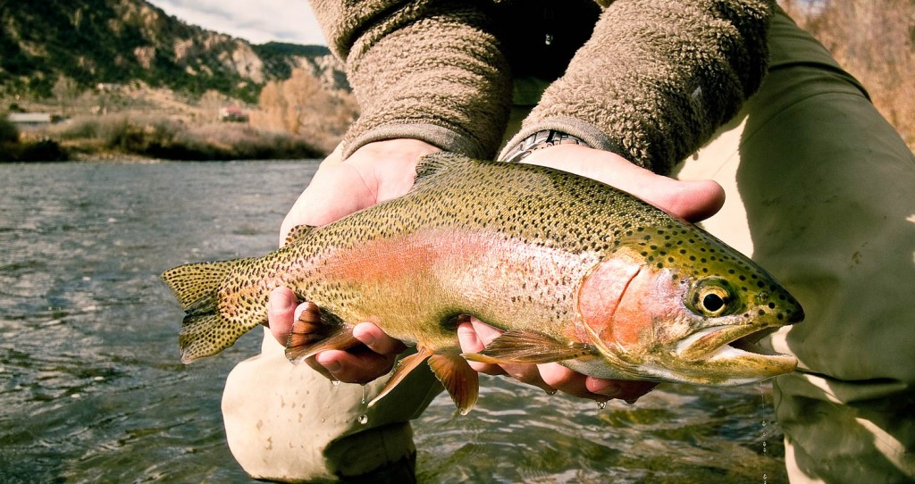 Top 10 Trout Flies For The American West - Fly Fishing | Gink and ...