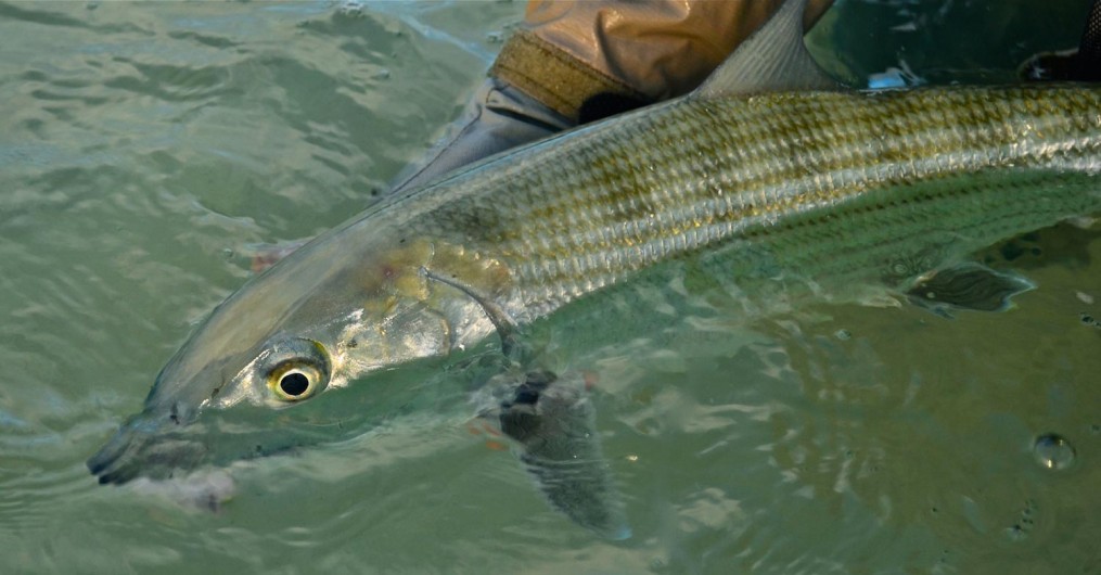 Strategies For DIY Bonefishing - Fly Fishing | Gink and Gasoline | How ...