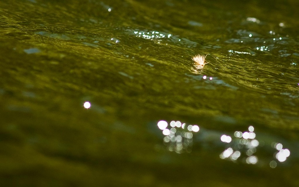 Let it ride - Fly Fishing | Gink and Gasoline | How to Fly Fish | Trout ...