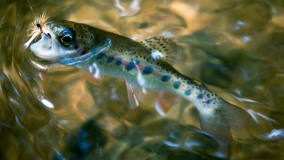 12 Tips For Epic Fly Fishing Trips On The Cheap - Fly Fishing | Gink ...