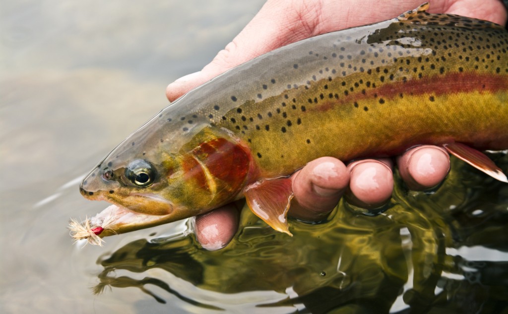 Fingers Crossed - Fly Fishing | Gink and Gasoline | How to Fly Fish ...