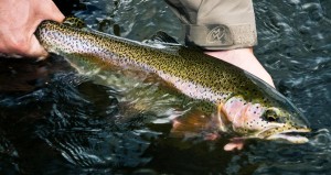 Double Streamer Rigs Catch Trout - Fly Fishing | Gink and Gasoline ...