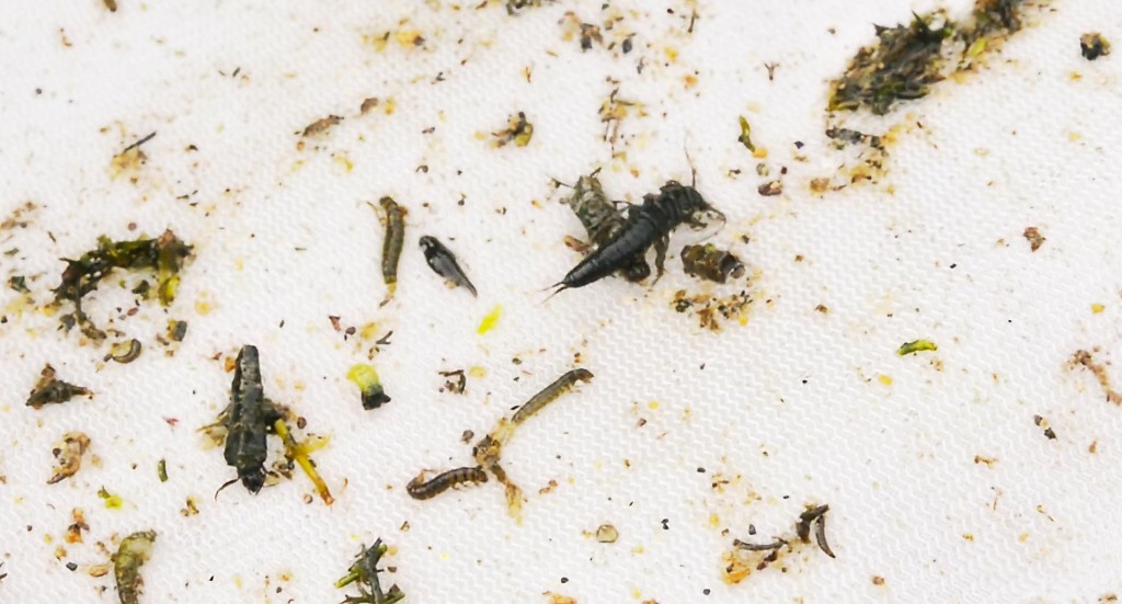 Easy Bug Sampling For Trout Fishermen Video - Fly Fishing | Gink and ...