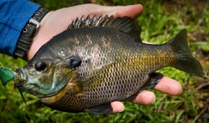 Don’t Underestimate The Little Guys - Fly Fishing | Gink and Gasoline ...