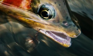 Trophy Flies - Fly Fishing | Gink and Gasoline | How to Fly Fish ...