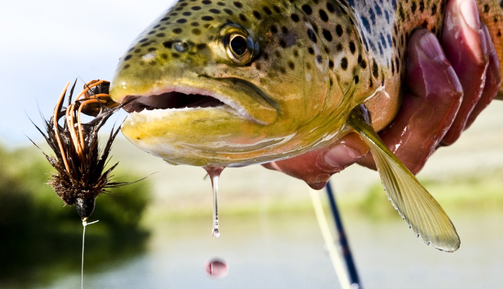 Catch Trophy Brown Trout By Stacking The Odds In Your Favor - Fly ...