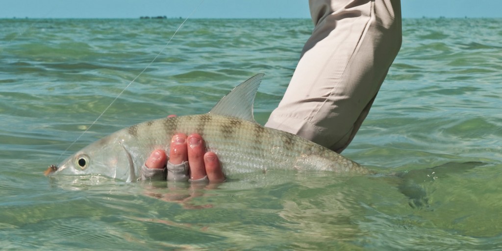 Game of Bones, 5 Common Bonefish Behaviors and Successful Strategies ...