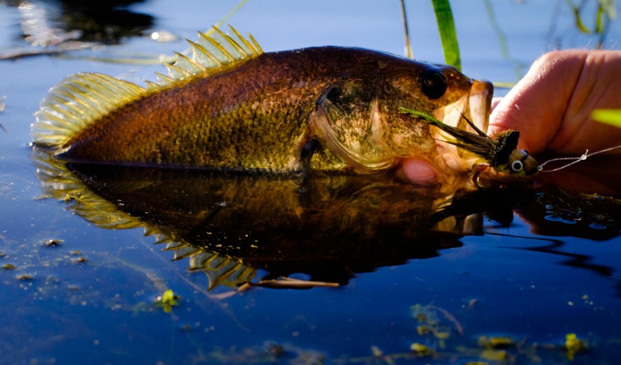 Accidental Fishing, Keep Your Gear Close - Fly Fishing | Gink and ...