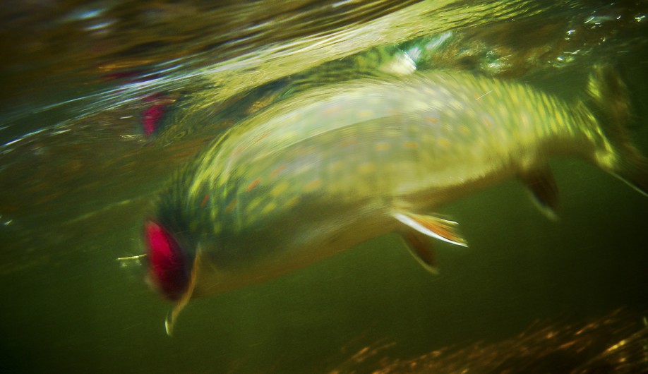 Labrador Bound - Fly Fishing | Gink and Gasoline | How to Fly Fish ...