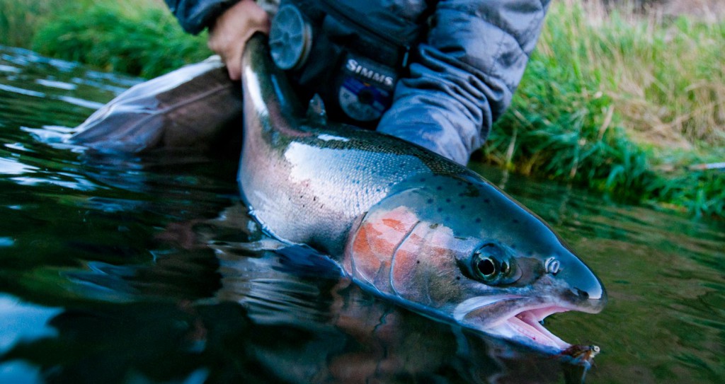 How Steelhead Rely On Rainbow Trout To Survive - Fly Fishing | Gink and ...