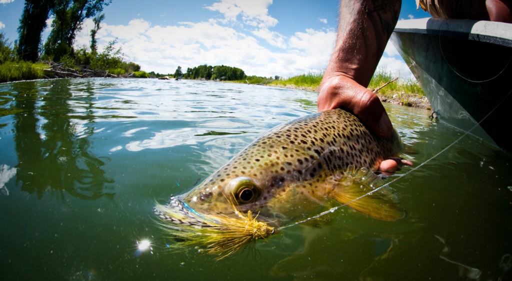 4 Ways To Up Your Streamer Game This Fall - Fly Fishing | Gink and ...