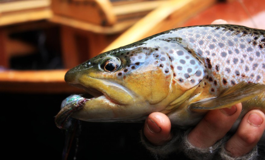 Fall Is The Time For Big Brown Trout - Fly Fishing | Gink and Gasoline ...