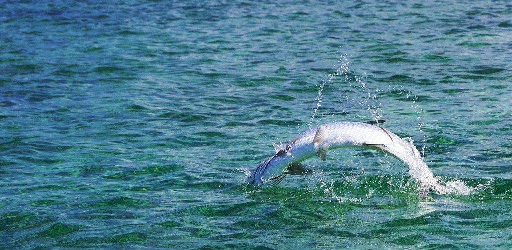 Tarpon of Cuba: 3 Tips For Success - Fly Fishing | Gink and Gasoline ...