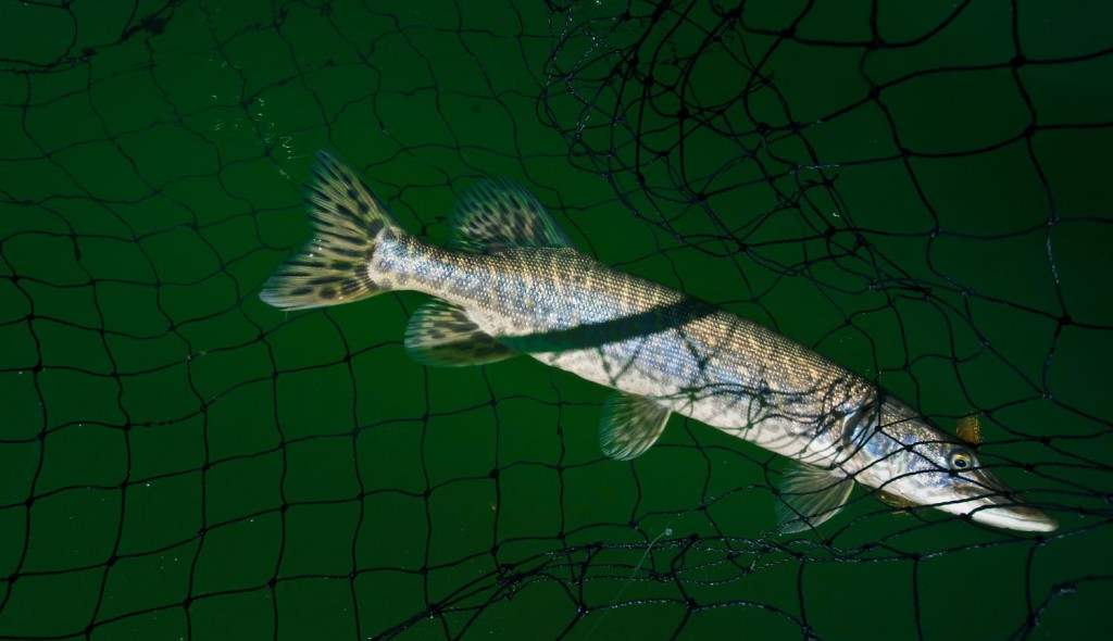 Go Barbless For Big Pike - Fly Fishing | Gink and Gasoline | How to Fly ...