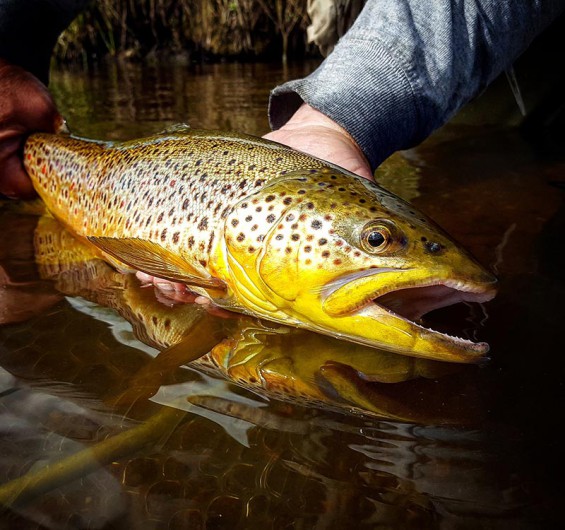 Reece’s Masked Bandit - Fly Fishing | Gink and Gasoline | How to Fly ...