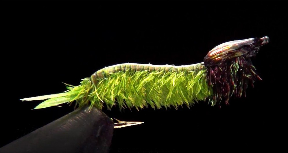 The Hydropsyche With Peacock Quills - Fly Fishing | Gink and Gasoline ...