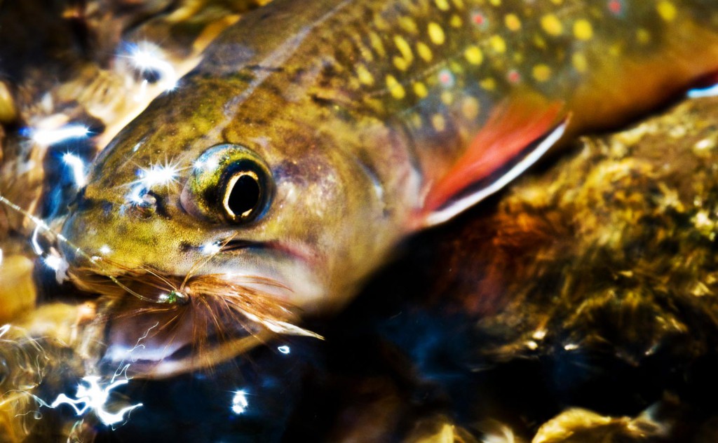 Catch-and-Release Practices for Small Fish - Fly Fishing | Gink and ...