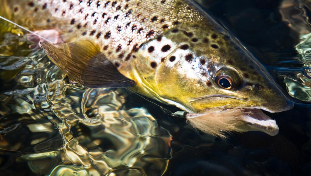 Fish Streamers in Fast Water and Seal the Deal - Fly Fishing | Gink and ...