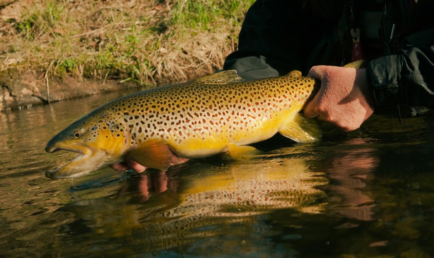 Saturday Shoutout / Ethics of the Spawn - Fly Fishing | Gink and ...