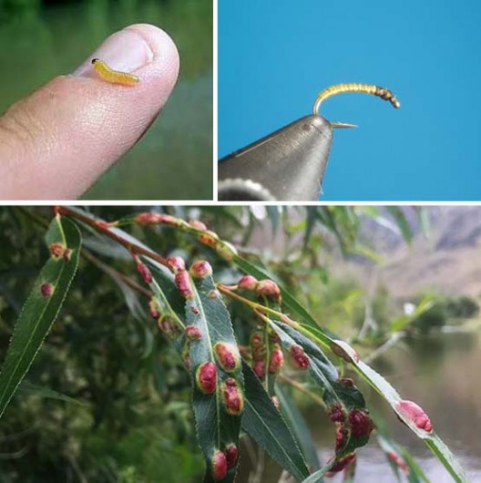 We be Grubbin’ - Fly Fishing | Gink and Gasoline | How to Fly Fish ...