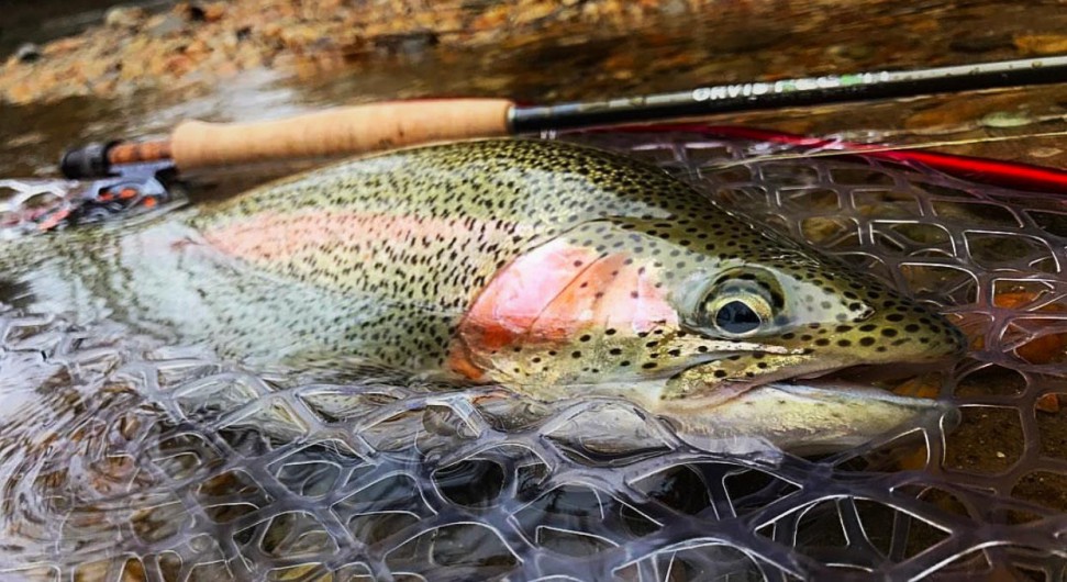 Orvis Recon 10ft 3wt Review - Fly Fishing | Gink and Gasoline | How to ...