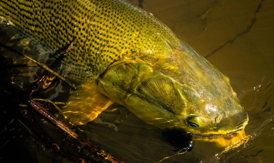 The Perfect Gamefish - Fly Fishing | Gink and Gasoline | How to Fly ...