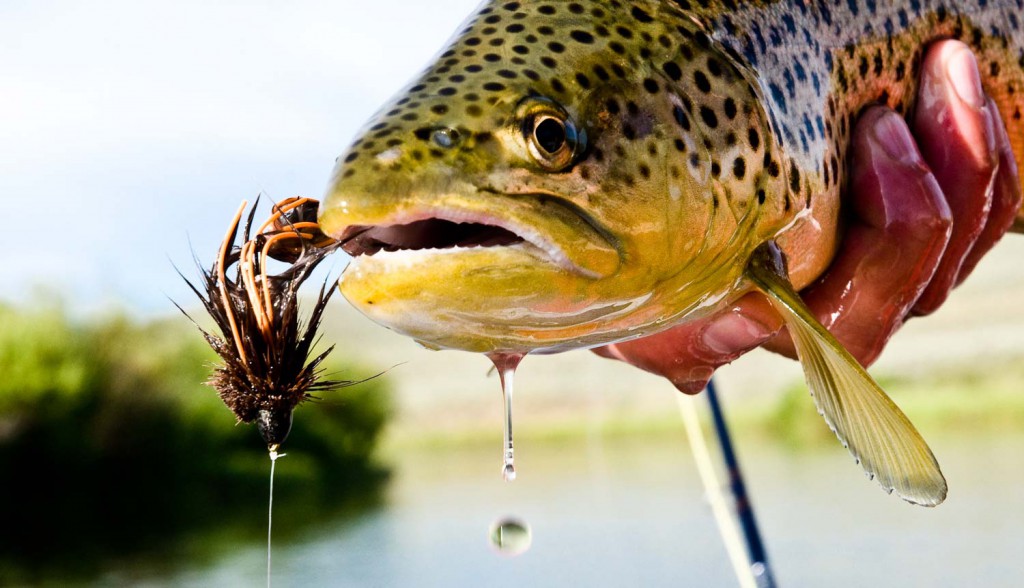 In Our Fly We Trust - Fly Fishing | Gink and Gasoline | How to Fly Fish ...
