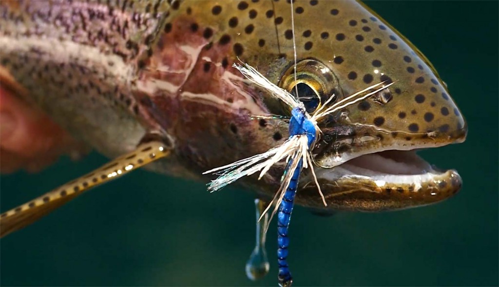 Saturday Shoutout / Enter the Dragon - Fly Fishing | Gink and Gasoline ...