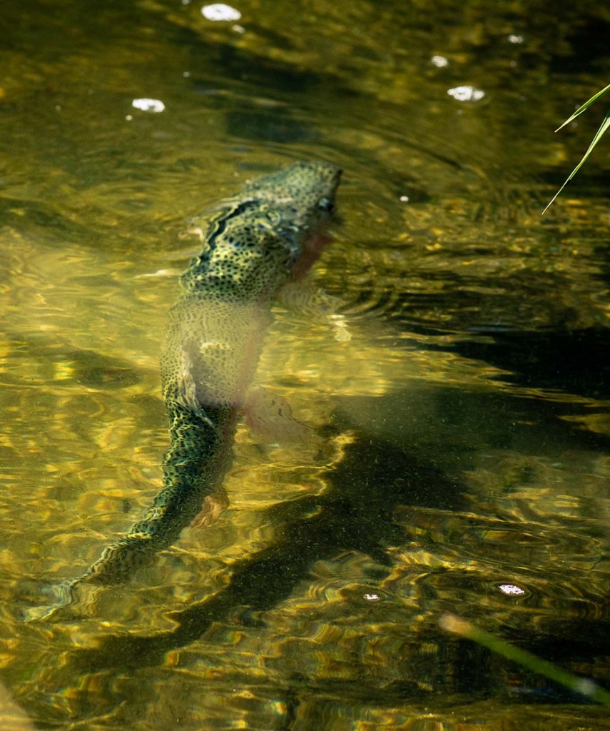 Dial In Your Dry Fly Game - Fly Fishing | Gink and Gasoline | How to ...