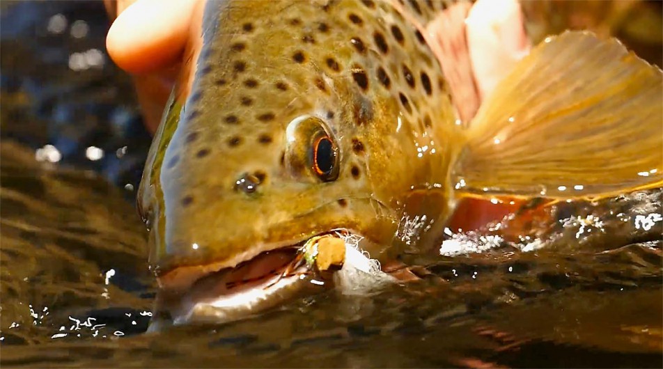 Patagonia Dream Stream: Video - Fly Fishing | Gink and Gasoline | How ...