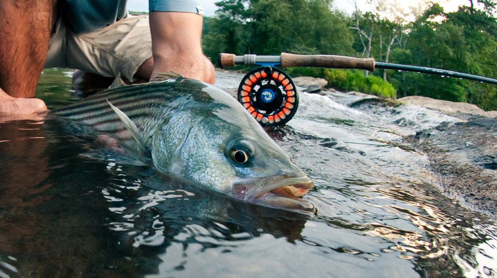 Streamers, Fish ‘Em Deep Enough - Fly Fishing | Gink and Gasoline | How ...
