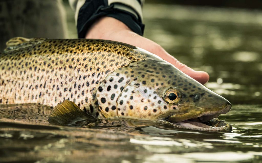 Big Fish On The Margins - Fly Fishing | Gink and Gasoline | How to Fly ...