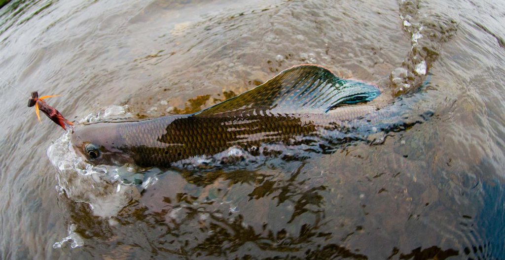 Expedition GRAYLING - Fly Fishing | Gink and Gasoline | How to Fly Fish ...