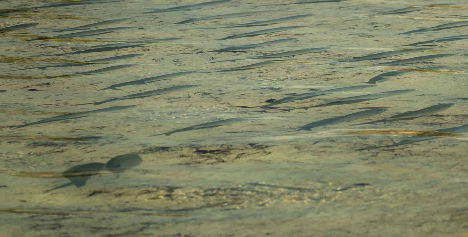 What Cataracts Have Taught Me About Seeing Fish - Fly Fishing | Gink ...