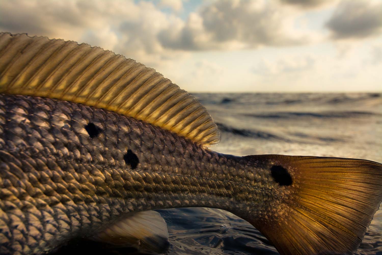 Bonefish VS Redfish - Fly Fishing | Gink and Gasoline | How to Fly Fish ...